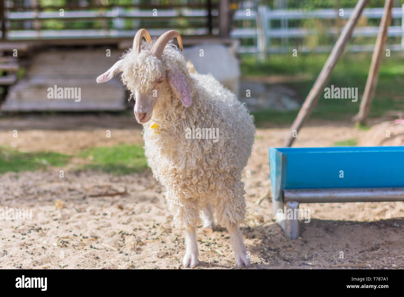 Sheep in the zoo Stock Photo - Alamy