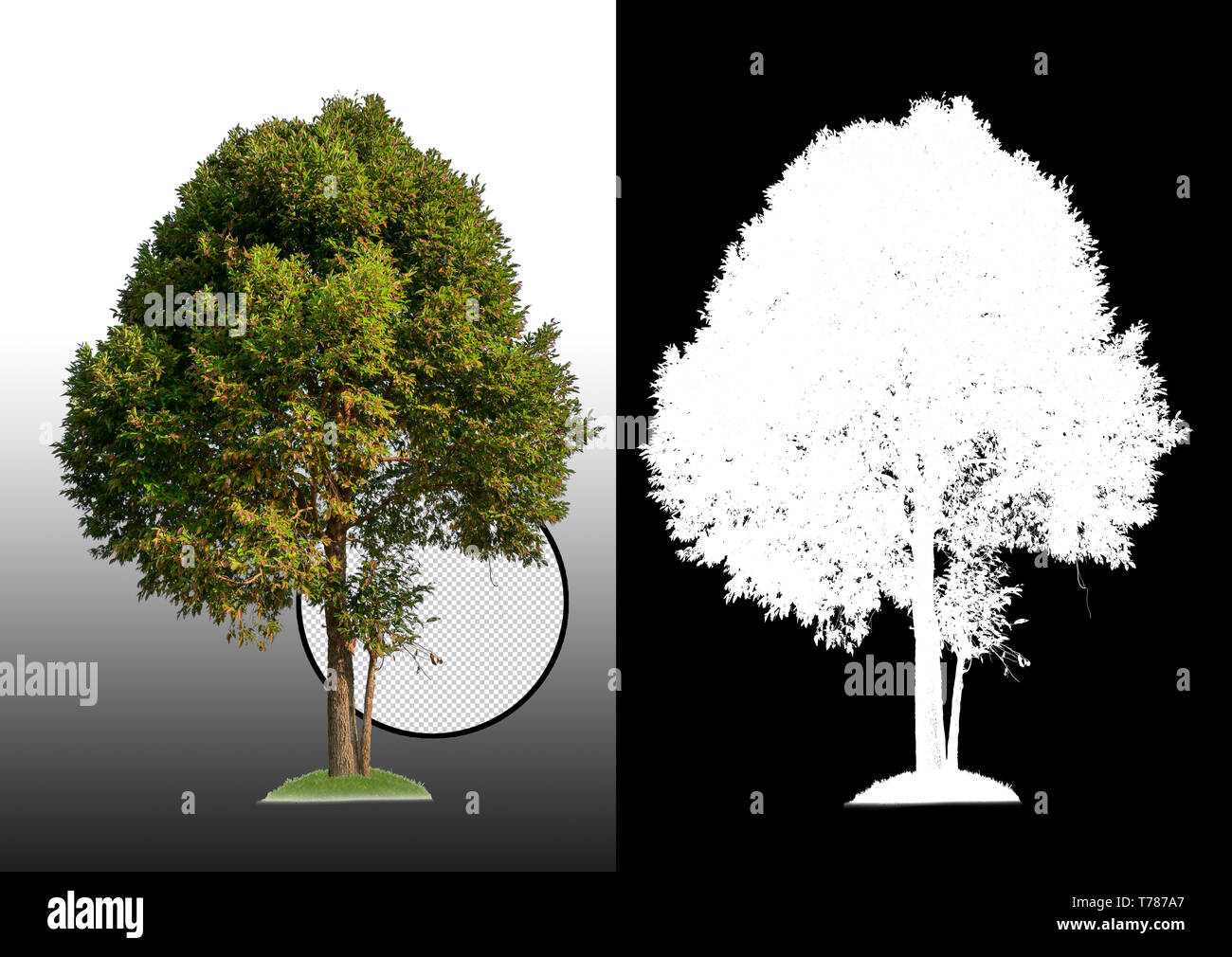 single tree with clipping path and alpha channel Stock Photo - Alamy