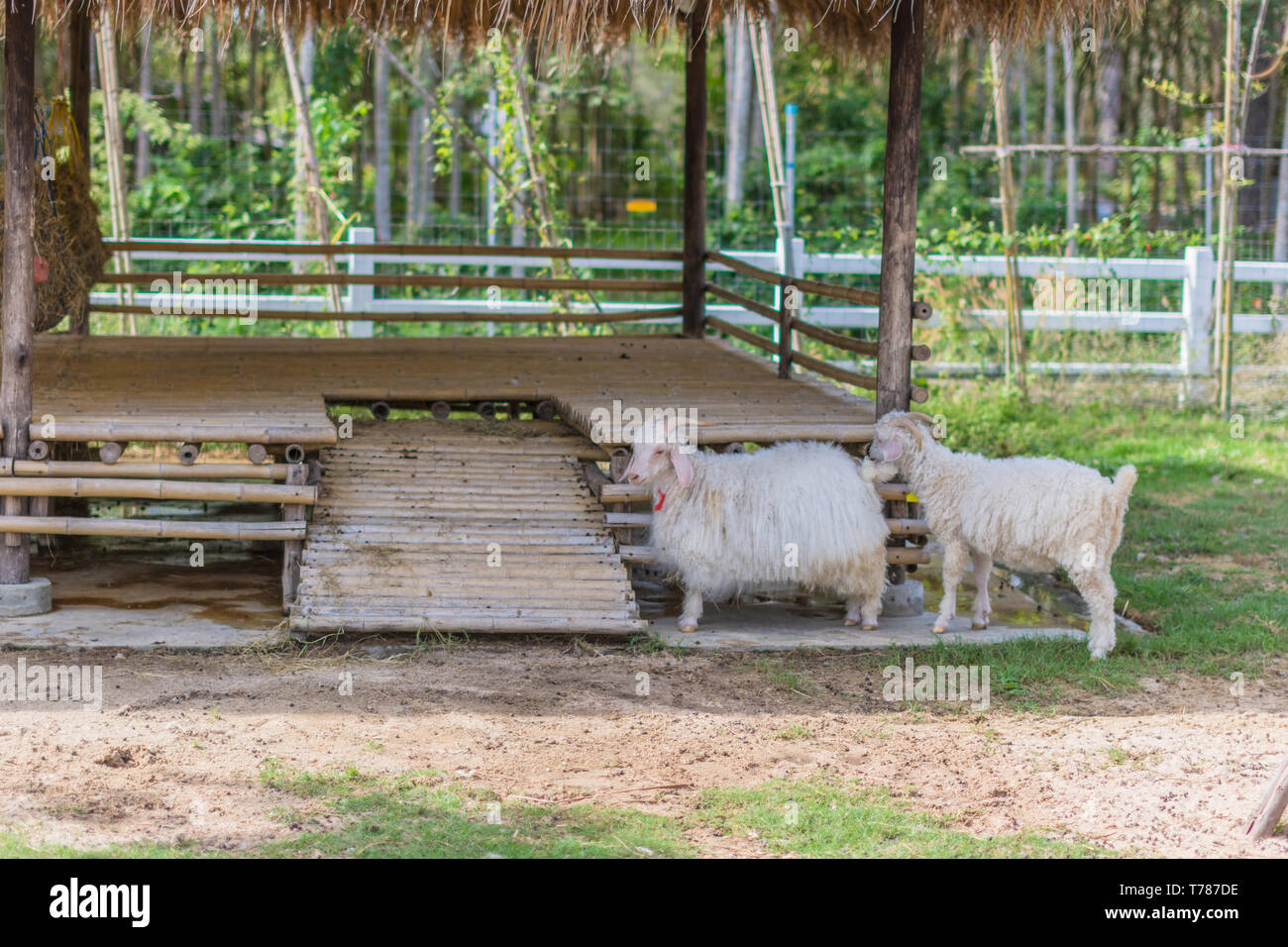 Sheep in the zoo Stock Photo - Alamy