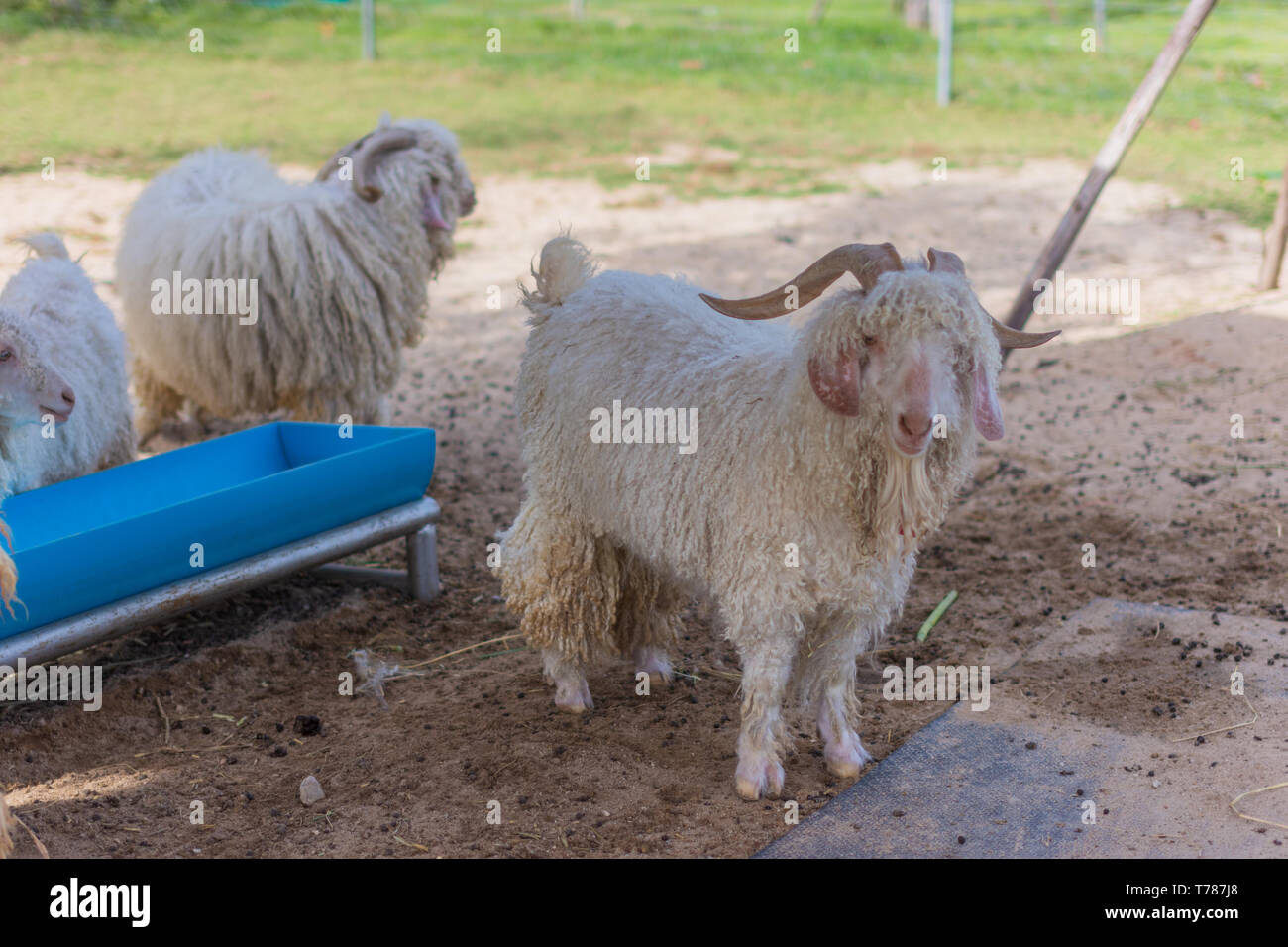 Sheep in the zoo Stock Photo - Alamy