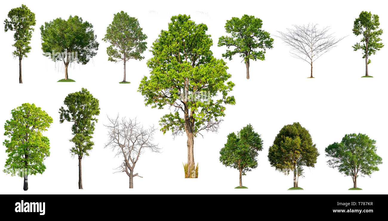 isolated big tree on white background, full resolution tree in big ...