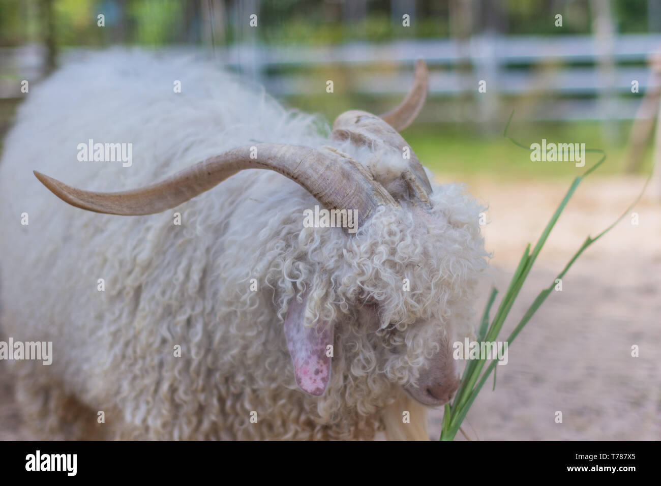 Sheep in the zoo Stock Photo - Alamy