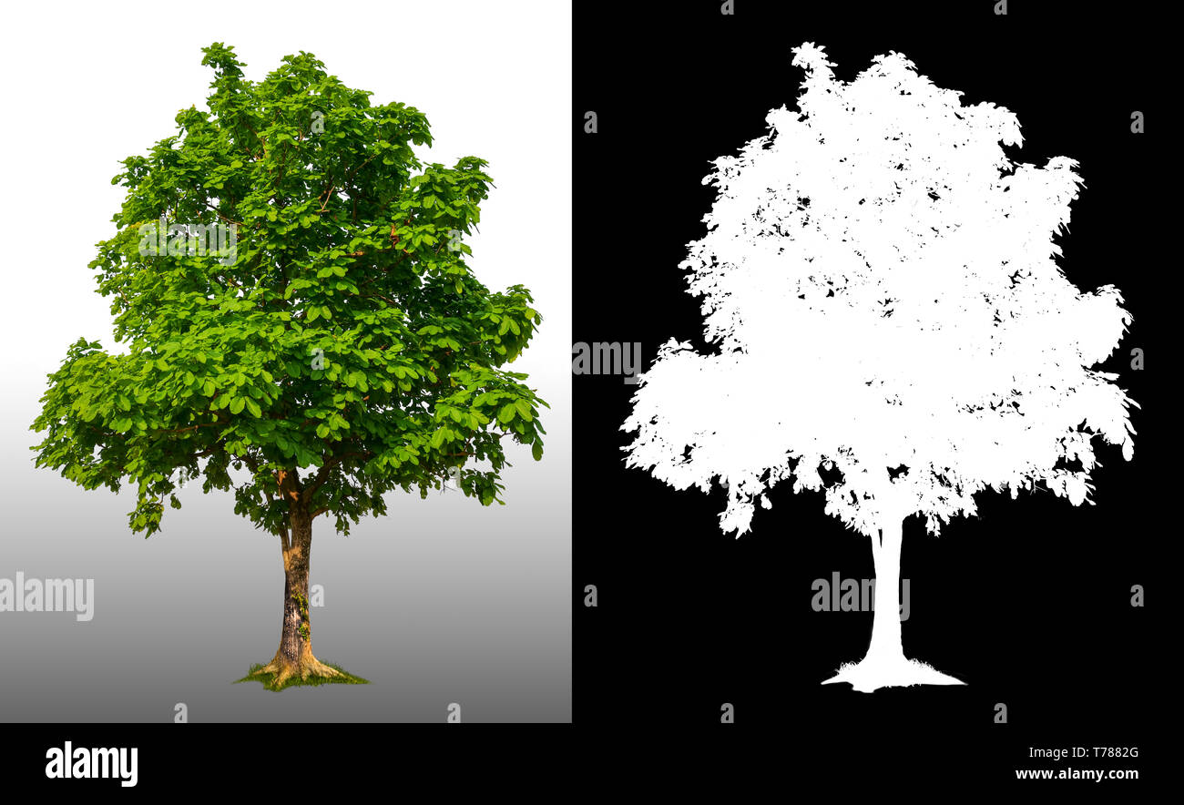 single tree with clipping path and alpha channel Stock Photo - Alamy