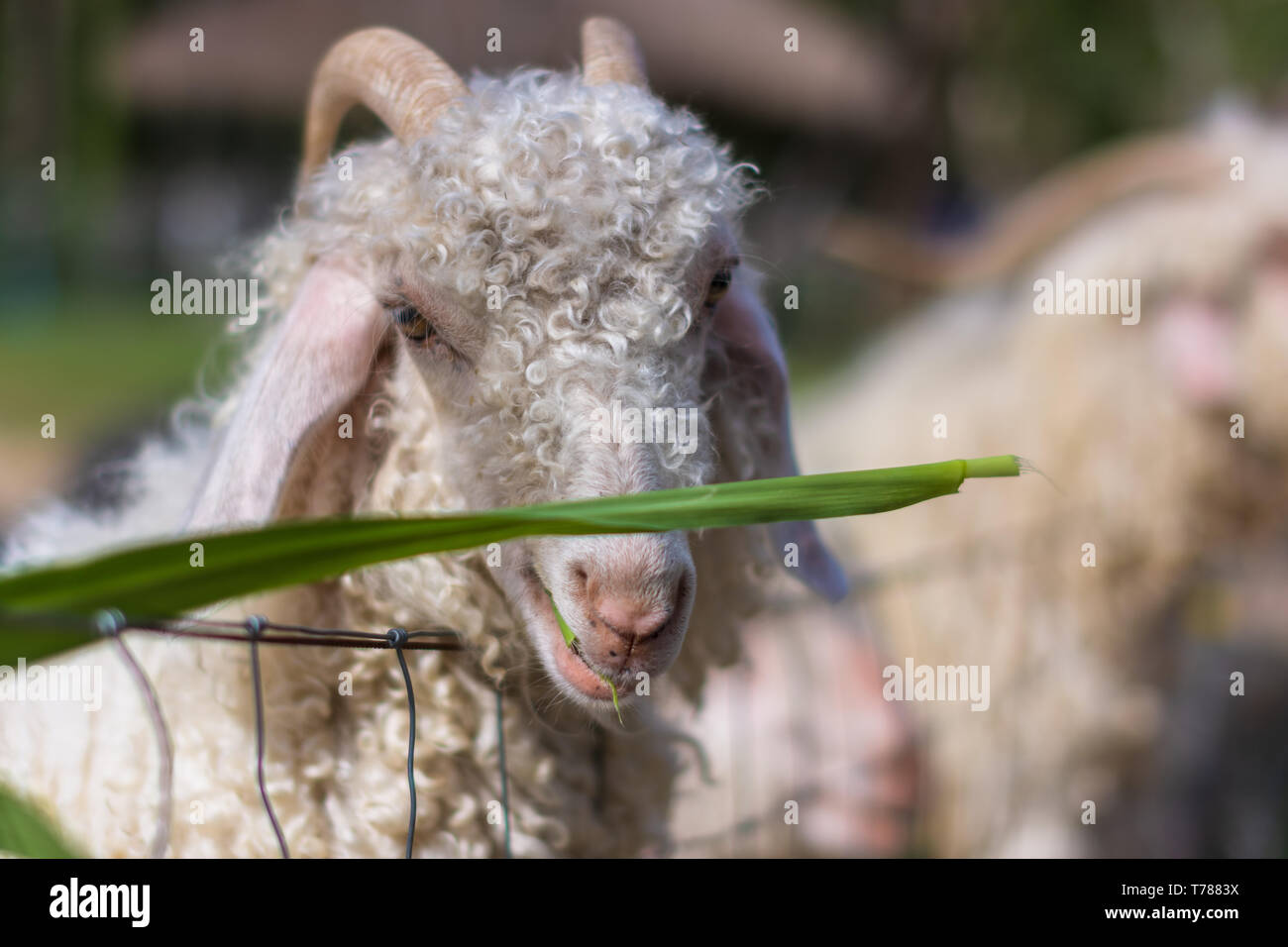 Sheep in the zoo Stock Photo - Alamy