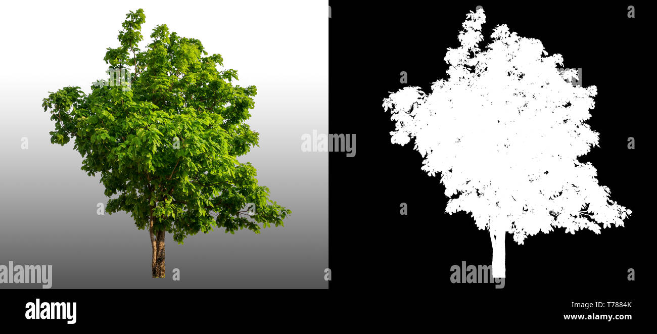 single tree with clipping path and alpha channel Stock Photo - Alamy