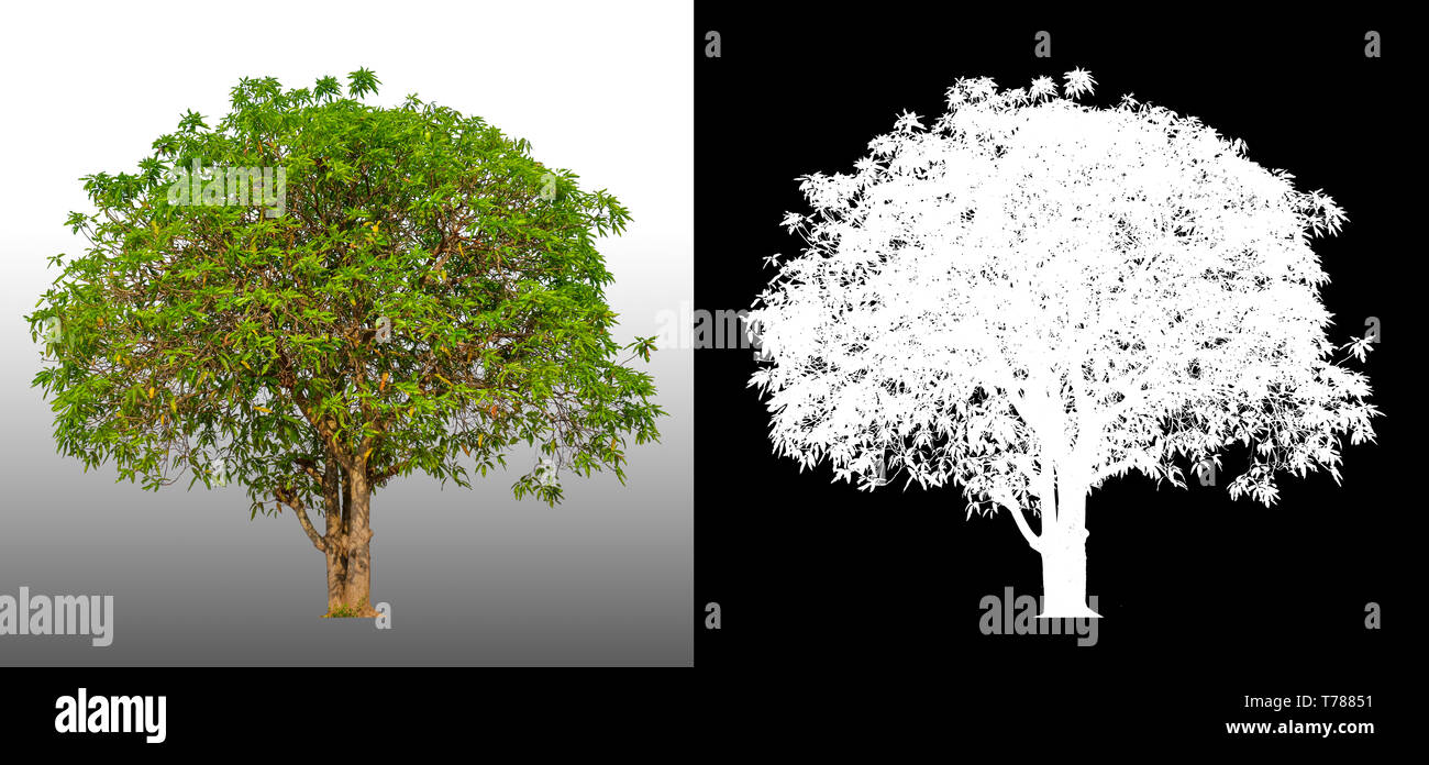 single tree with clipping path and alpha channel Stock Photo - Alamy