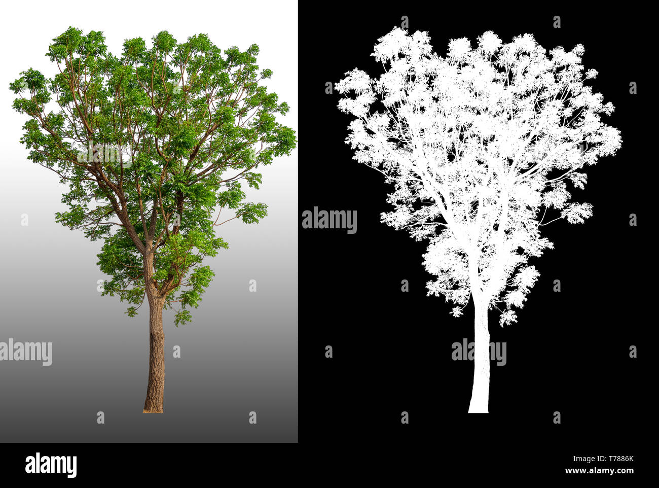 single tree with clipping path and alpha channel Stock Photo - Alamy