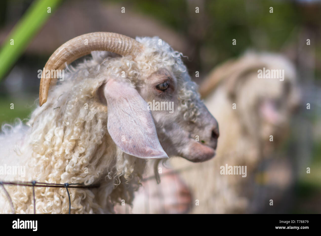 Sheep in the zoo Stock Photo - Alamy