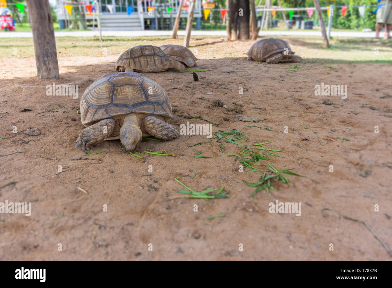 Turtle in the zoo Stock Photo - Alamy