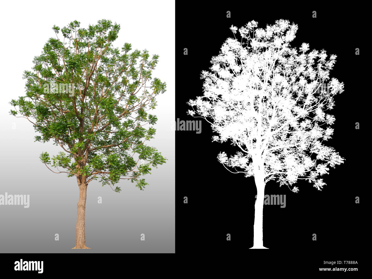 single tree with clipping path and alpha channel Stock Photo - Alamy
