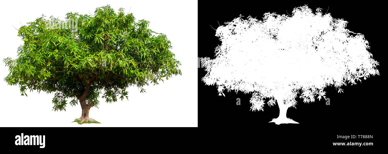 single tree with clipping path and alpha channel Stock Photo - Alamy