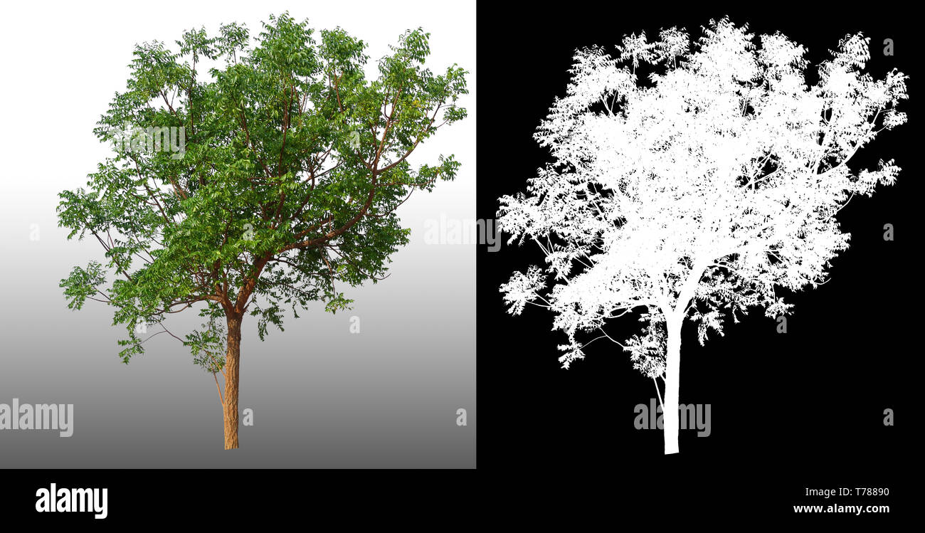 single tree with clipping path and alpha channel Stock Photo - Alamy