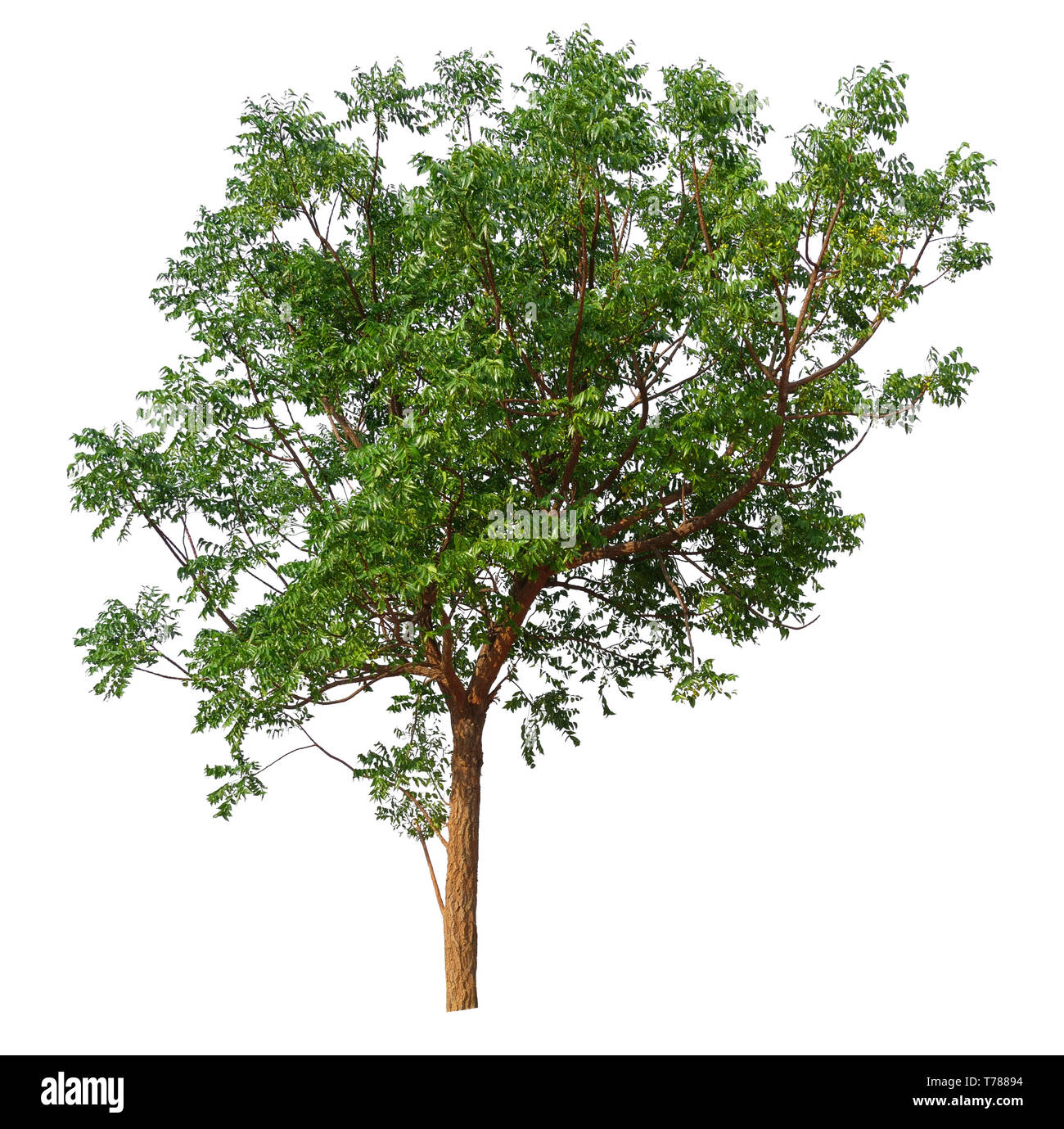 single tree with clipping path and alpha channel Stock Photo - Alamy