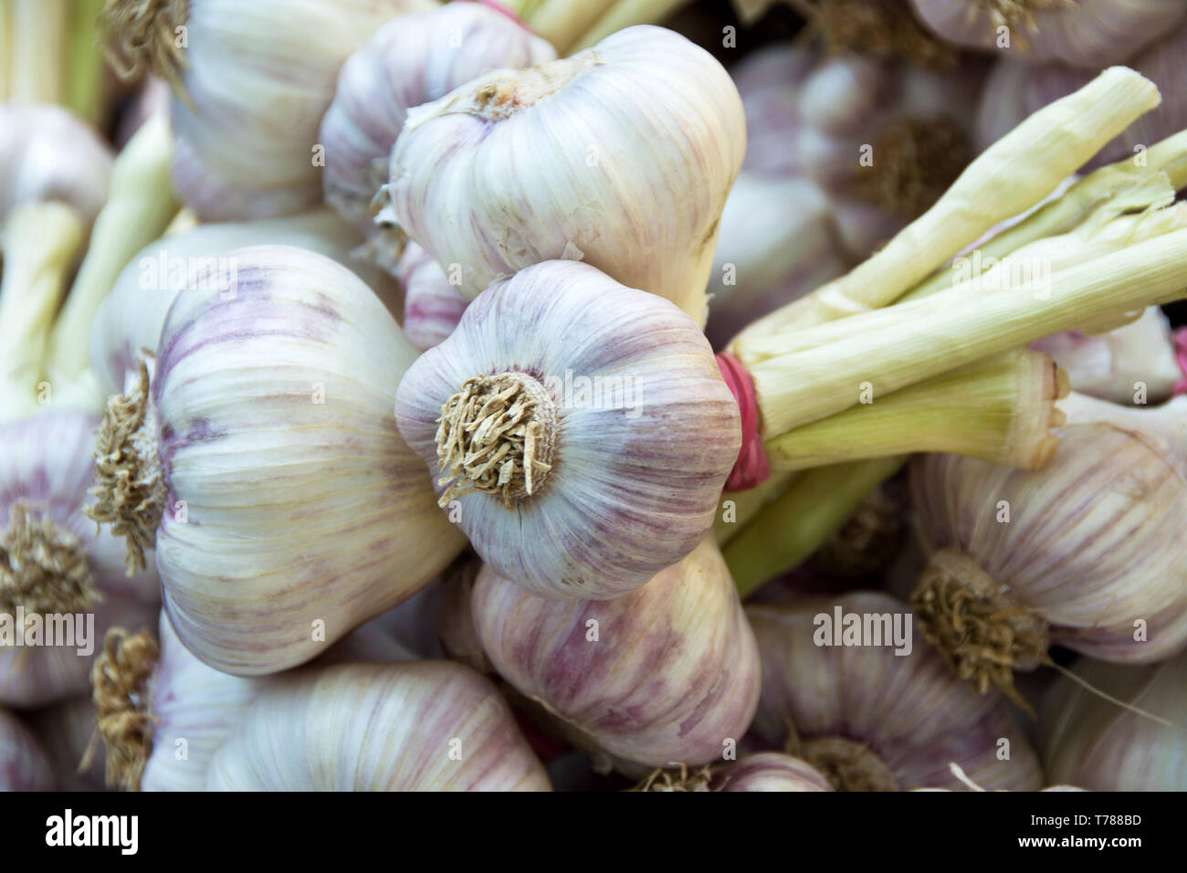 strings of garlic bulbs in a market Stock Photo - Alamy