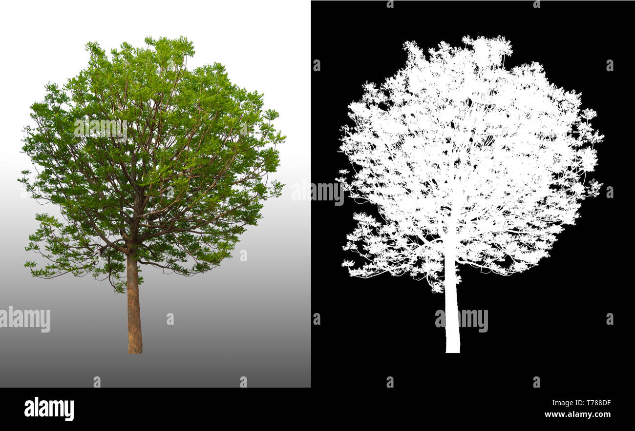 single tree with clipping path and alpha channel Stock Photo - Alamy