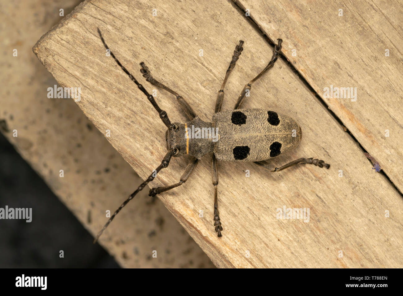 Morimus asper funereus morimus asper funereus hi-res stock photography ...