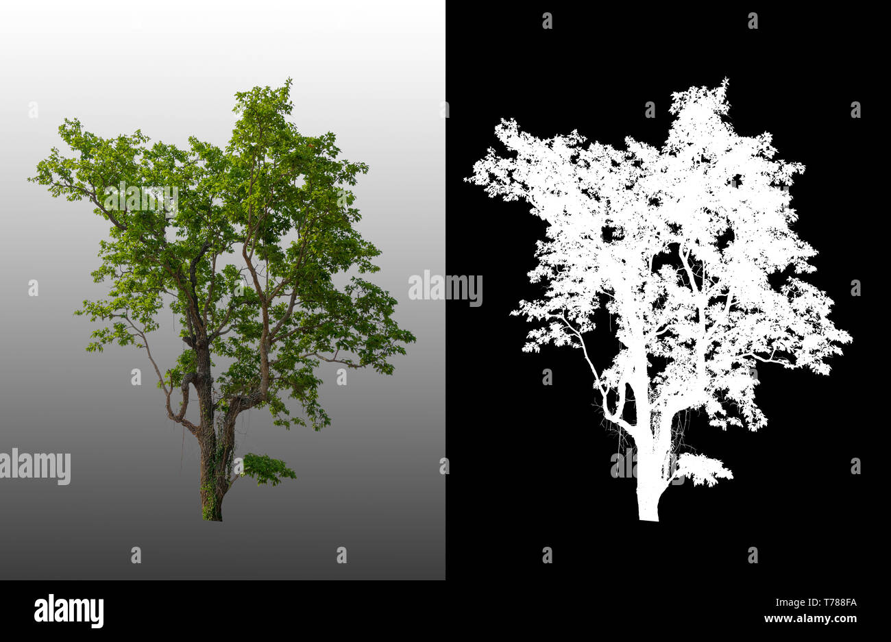 single tree with clipping path and alpha channel Stock Photo - Alamy