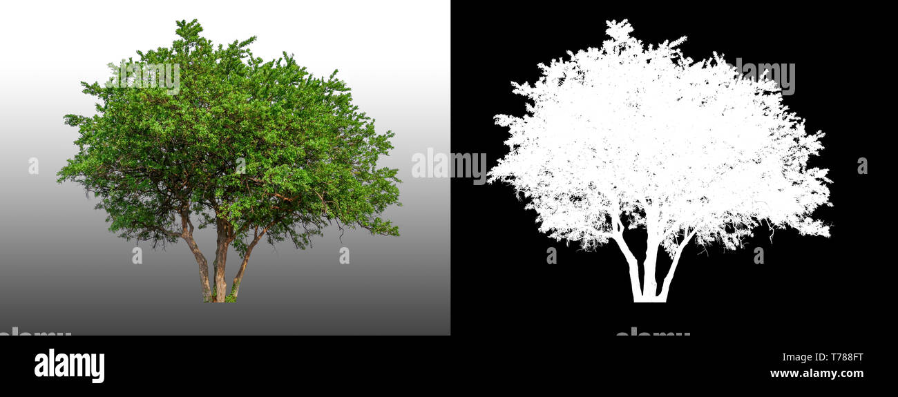 single tree with clipping path and alpha channel Stock Photo - Alamy