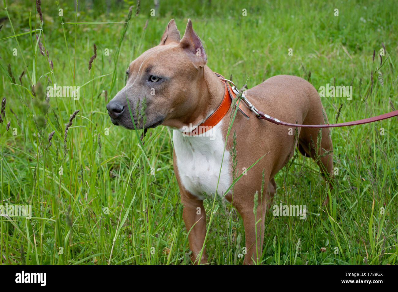 Cute american staffordshire terrier puppy is standing on a spring ...