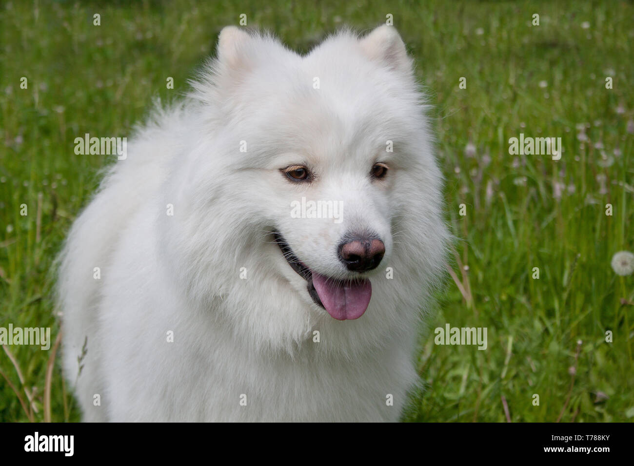Cute samoyed dog with lolling tongue. Close up. Pet animals Stock Photo ...