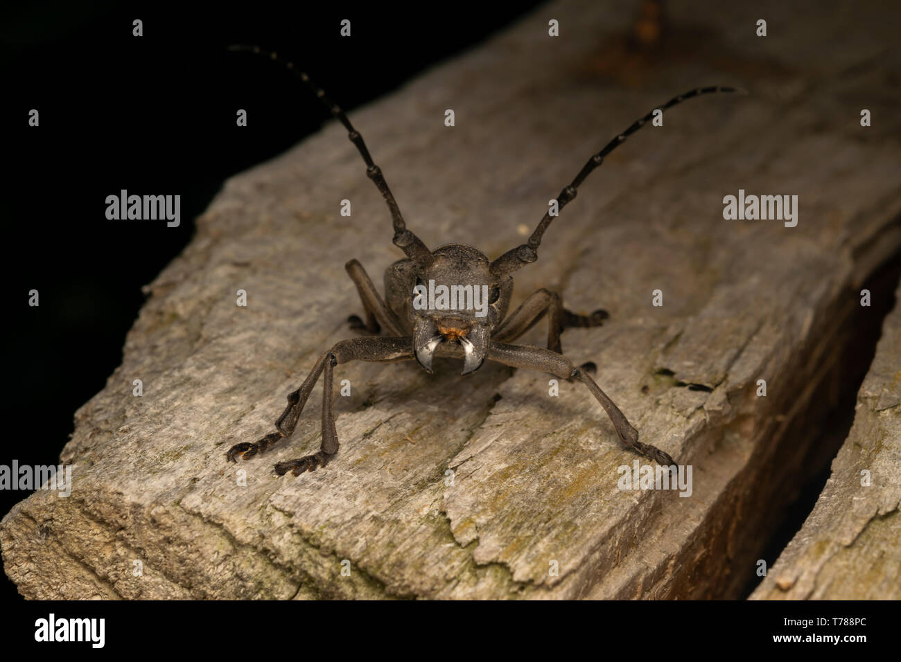 Morimus High Resolution Stock Photography and Images - Alamy