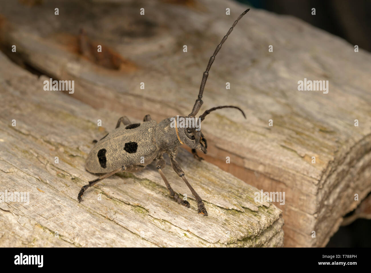 Bukova strizibuba hi-res stock photography and images - Alamy