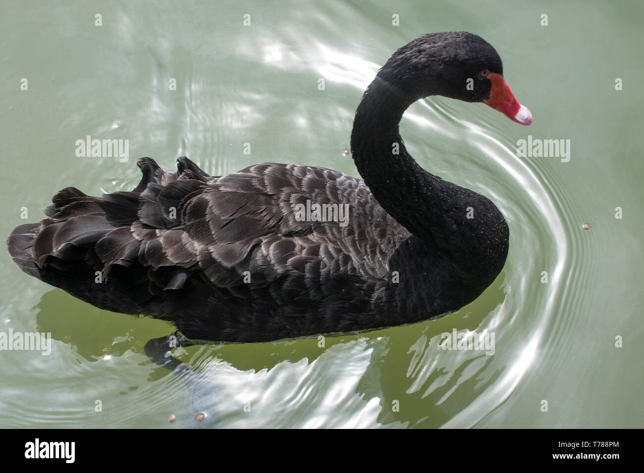 Goose in the pool Stock Photo - Alamy