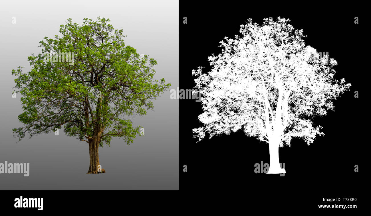 single tree with clipping path and alpha channel Stock Photo - Alamy