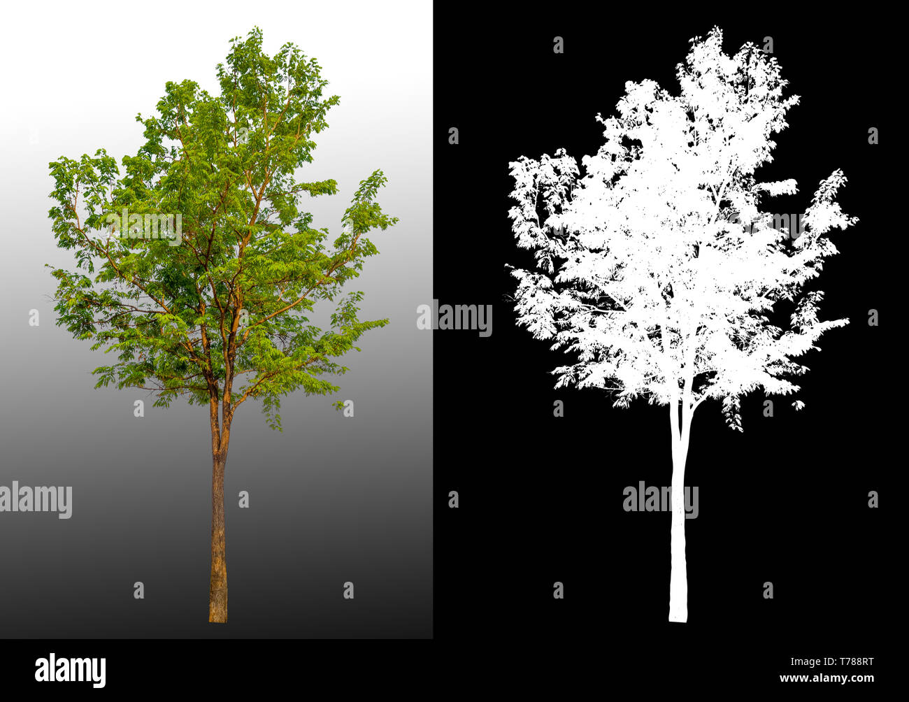 single tree with clipping path and alpha channel Stock Photo - Alamy