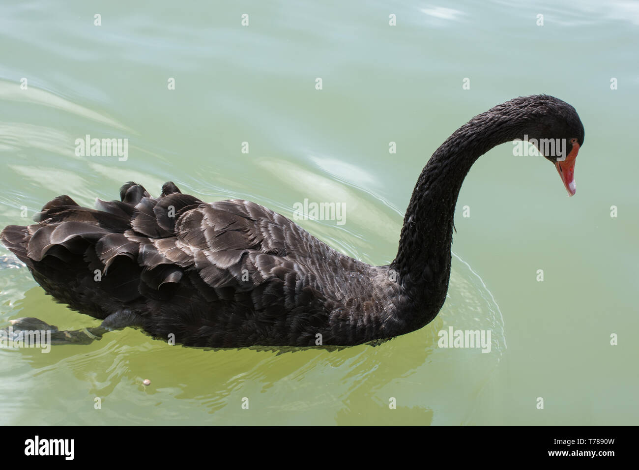 Goose in the pool Stock Photo - Alamy