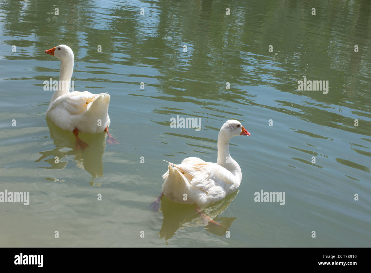 Goose in the pool Stock Photo - Alamy