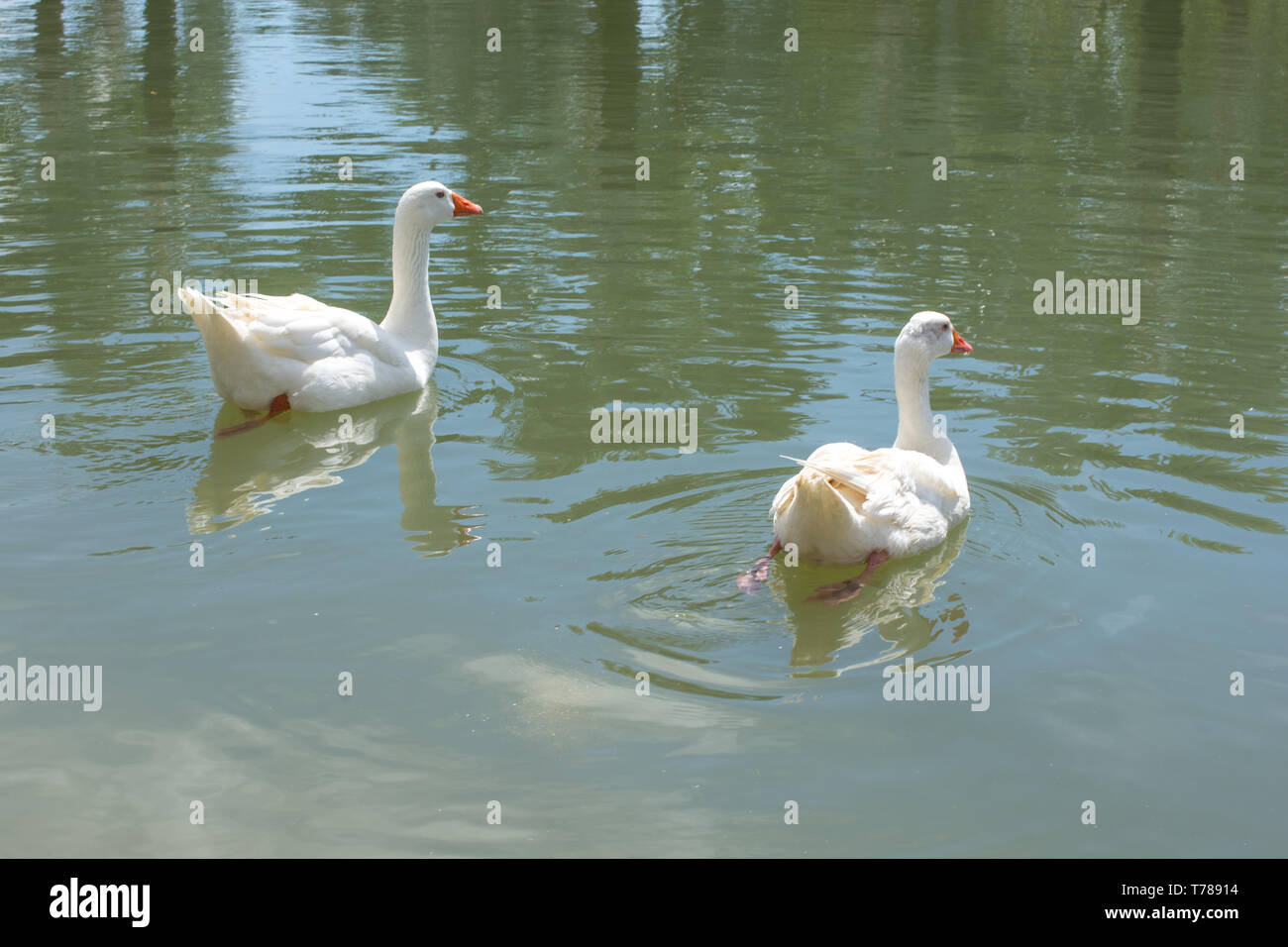 Goose in the pool Stock Photo - Alamy