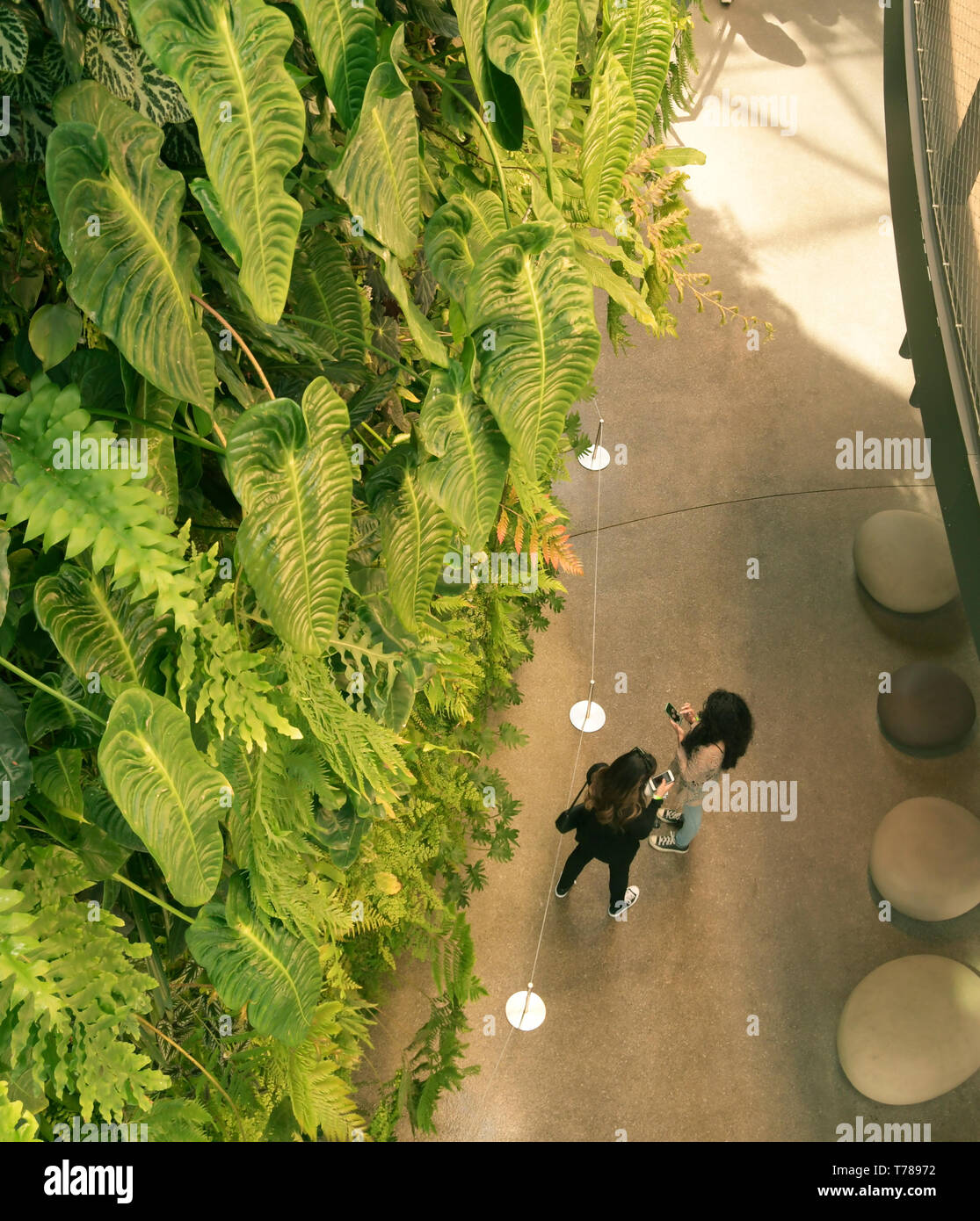 Maidenhair Fern detail, Amazon Spheres, glass domes built by Amazon.com ...