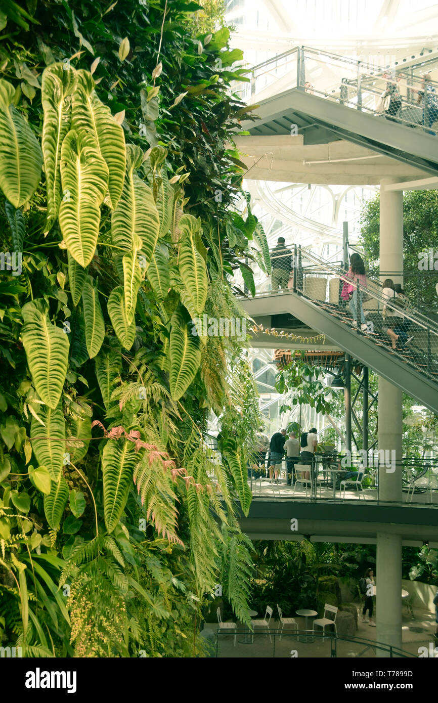 Maidenhair Fern detail, Amazon Spheres, glass domes built by Amazon.com ...