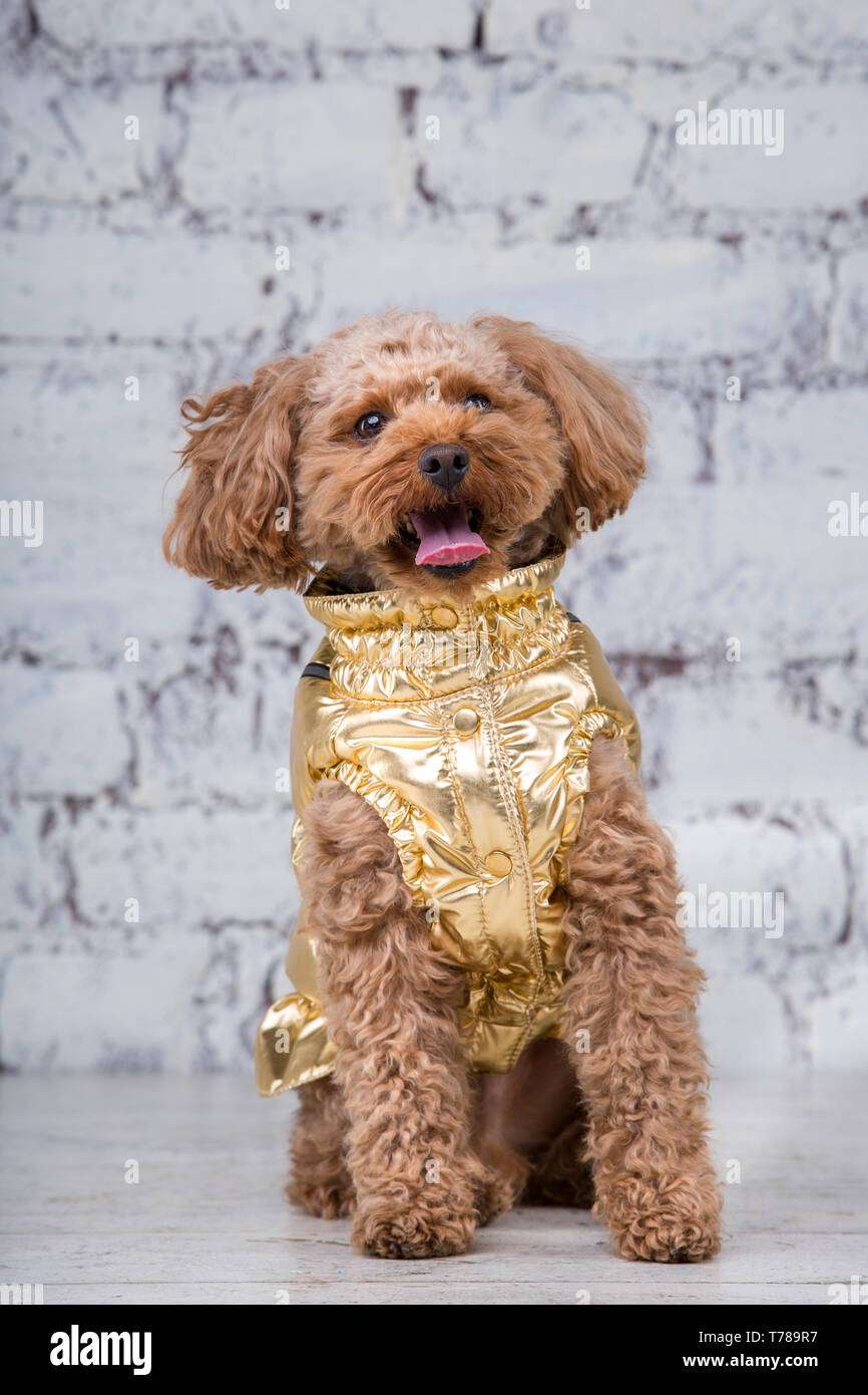 Small funny dog of brown color with curly hair of toy poodle breed ...