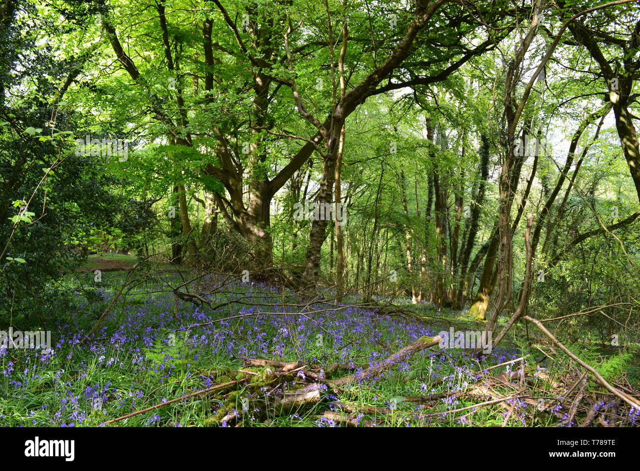Downe countryside kent hi-res stock photography and images - Alamy