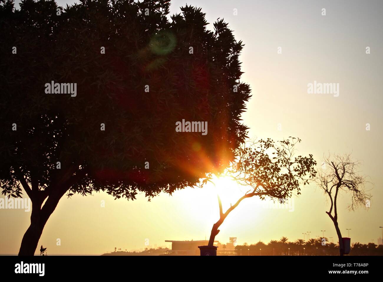 A man standing at the beach watching the sunrise hi-res stock ...