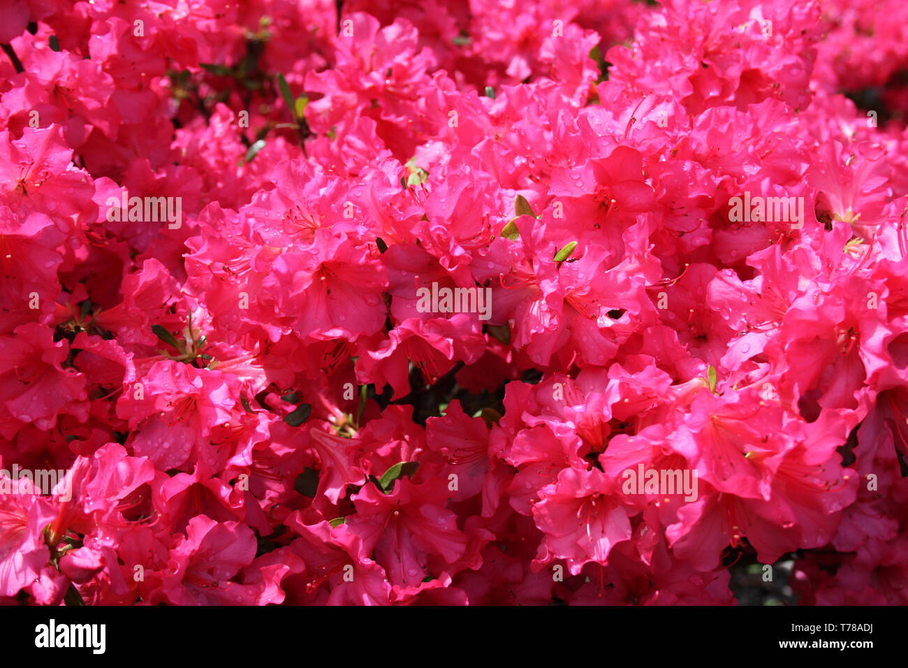 Highland shrubs hi-res stock photography and images - Alamy