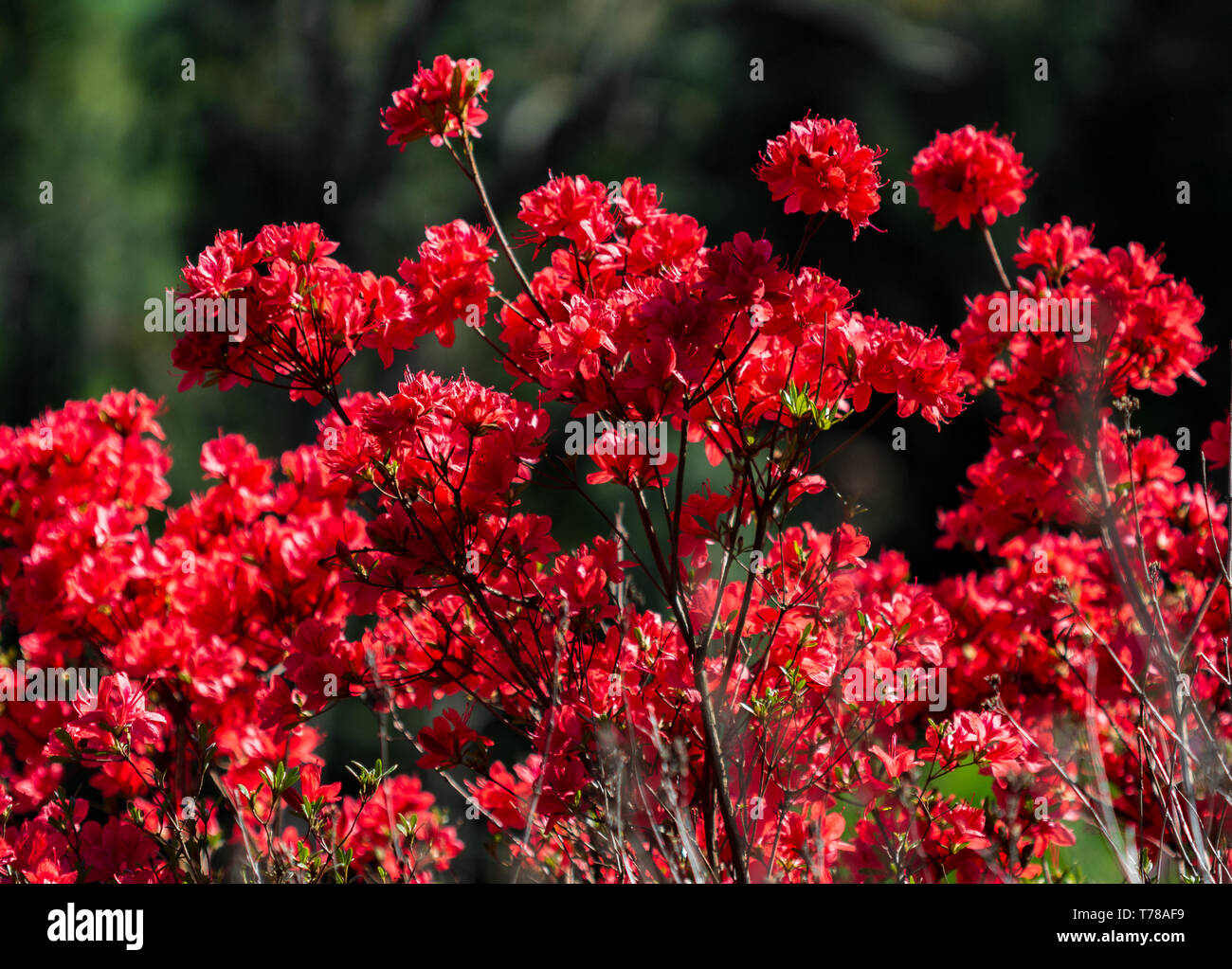 Deciduous azaleas hi-res stock photography and images - Alamy