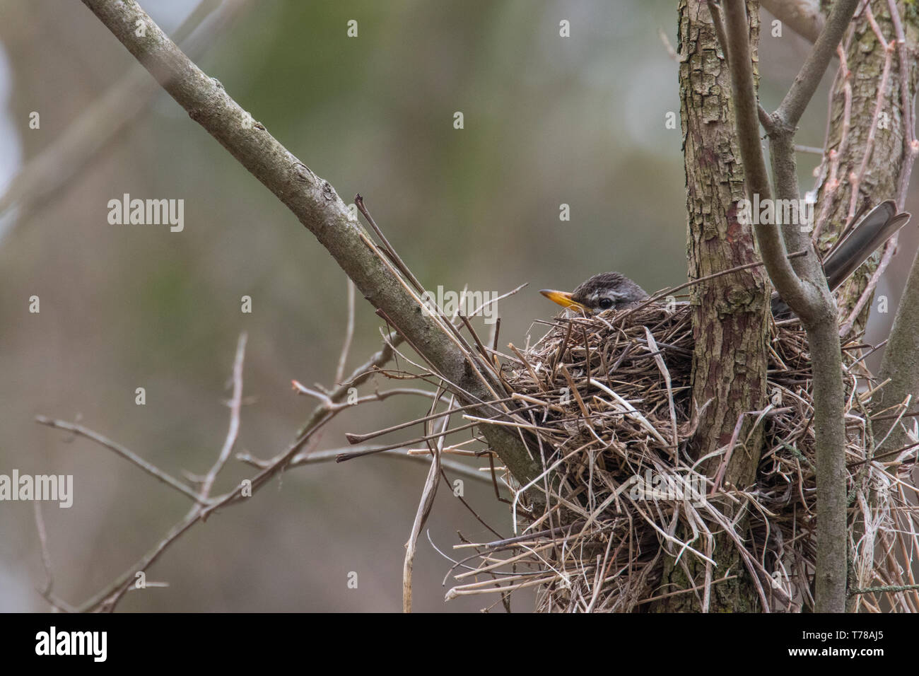 American Robin on a nest Stock Photo - Alamy