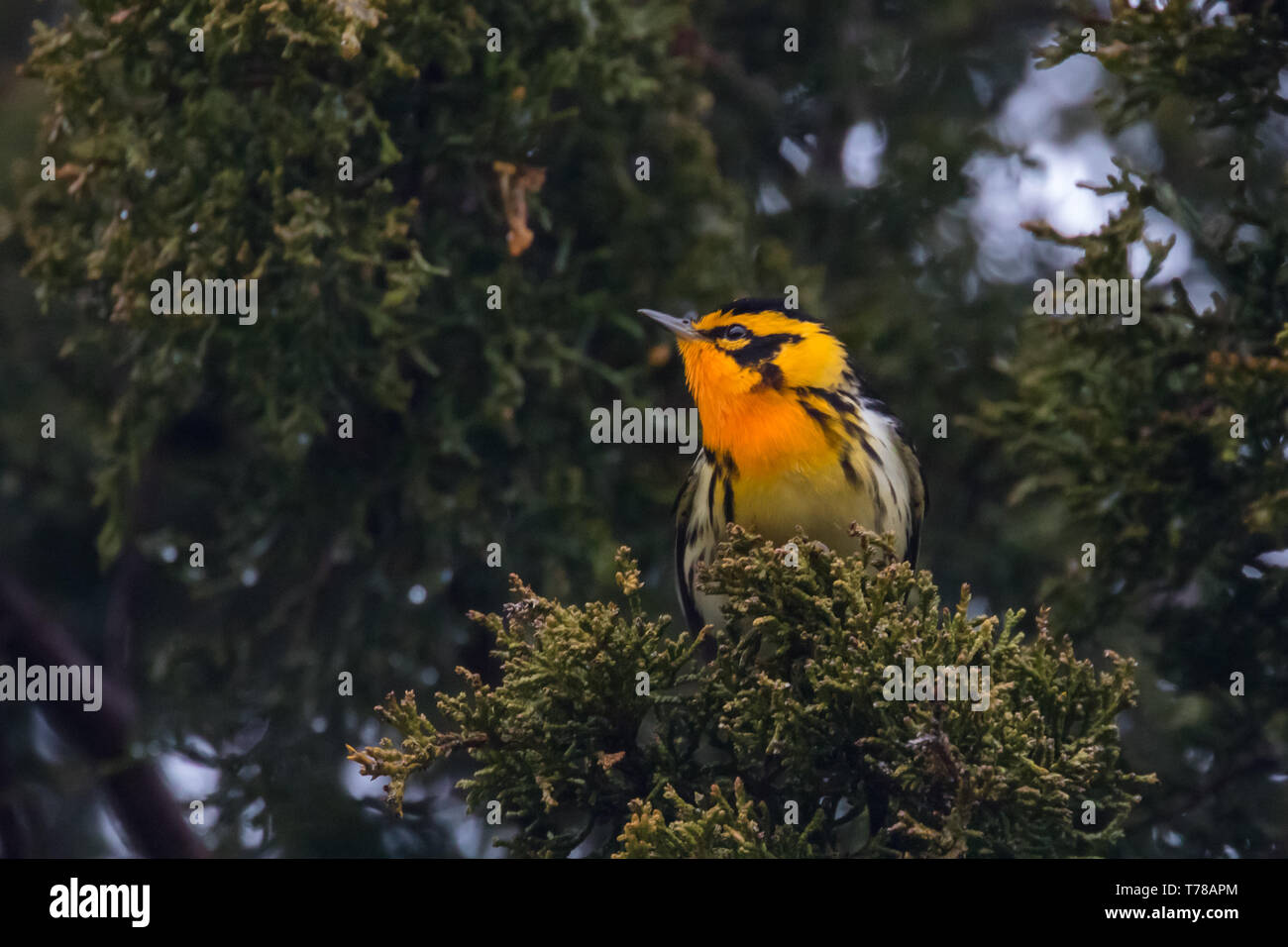 Blackburnian warbler setophaga fusca hi-res stock photography and ...