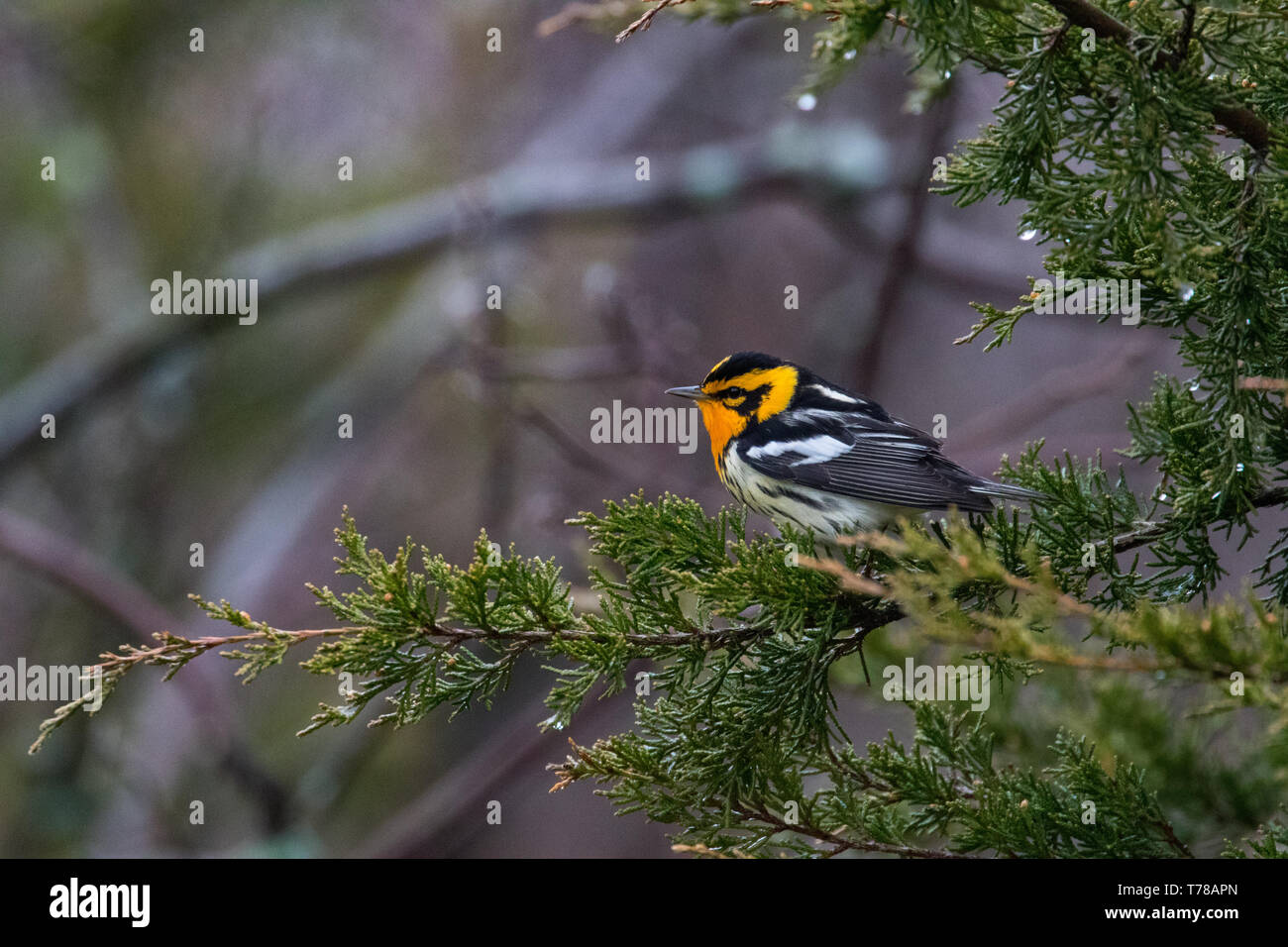 Blackburnian warbler setophaga fusca hi-res stock photography and ...