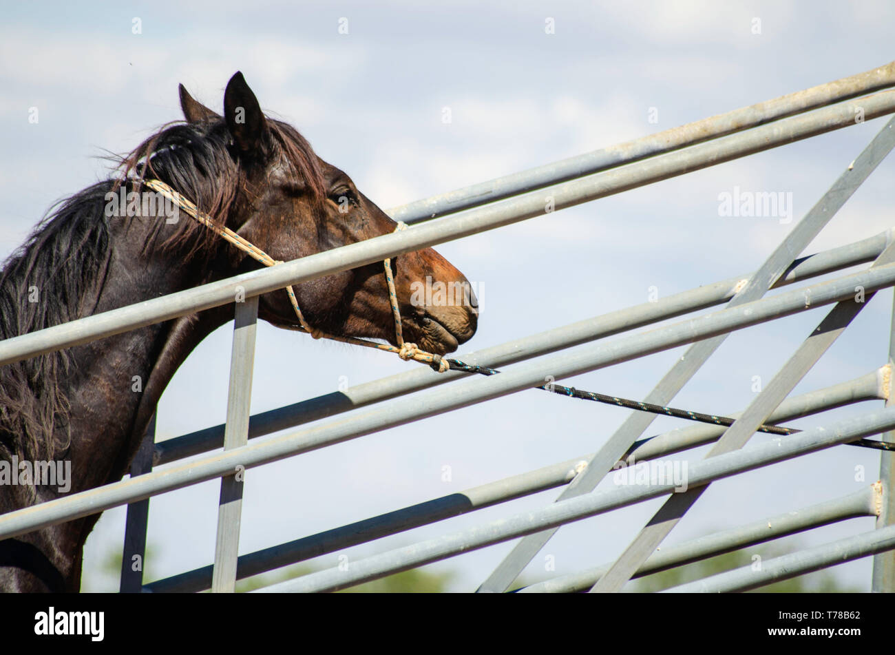 After the muster, a horse is loaded onto a truck for the trip home ...