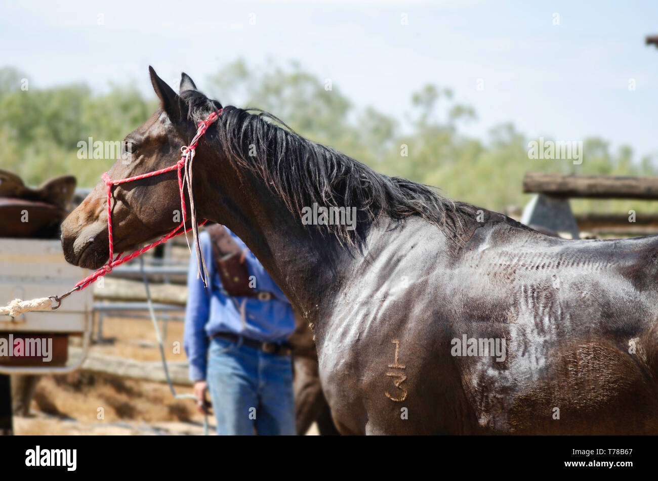 After the muster, a horse is loaded onto a truck for the trip home ...