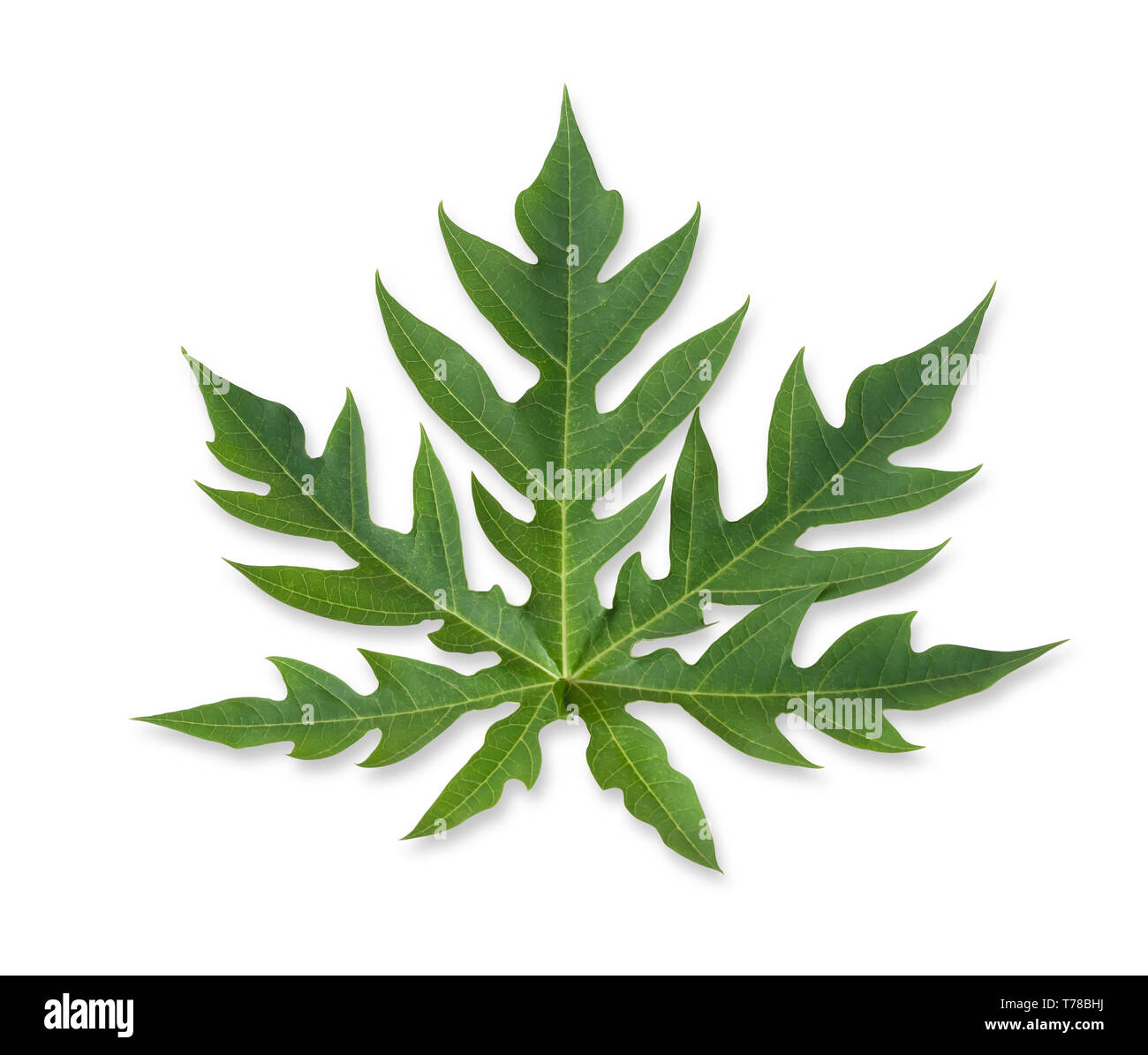 Papaya plant leaf Cut Out Stock Images & Pictures - Alamy