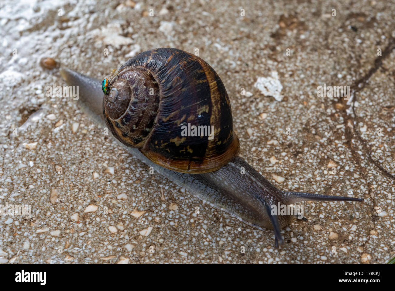Snail on road macro beautiful hi-res stock photography and images - Alamy