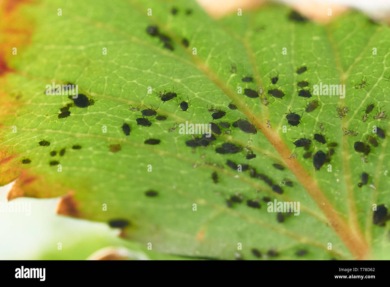 Black aphids infest the underside of strawberry plant (Fragaria × ...
