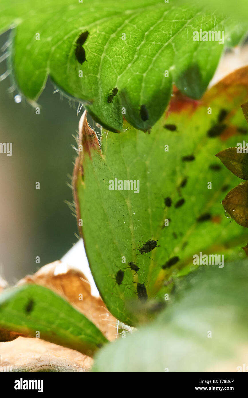 Black aphids infest the underside of strawberry plant (Fragaria × ...