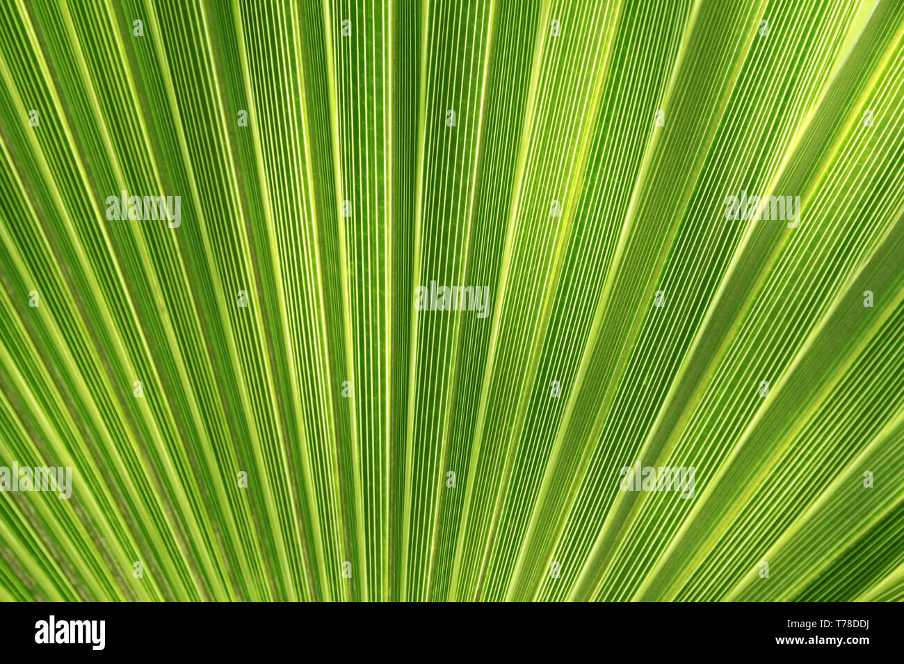 Tropical plant leaf closeup texture Stock Photo - Alamy