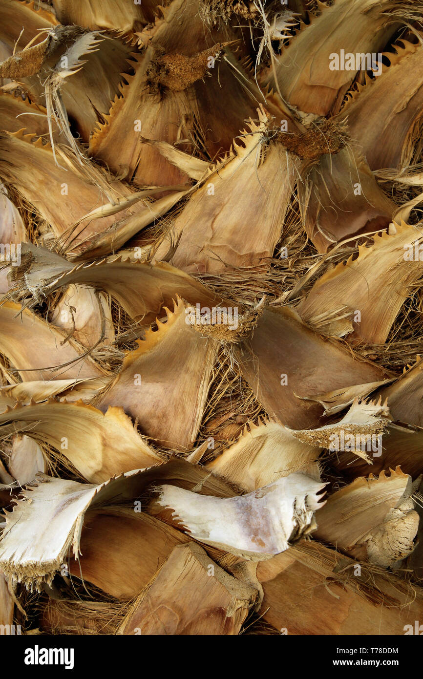 Dry palm tree stump hi-res stock photography and images - Alamy